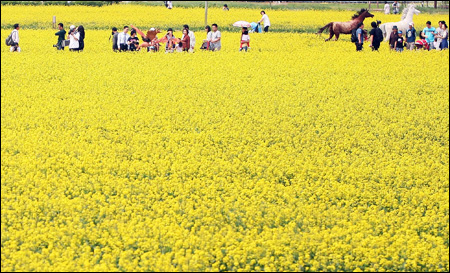 People enjoy rape flowers blossoming at the Rape Flower... - The Korea ...