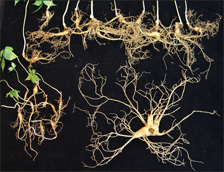 A batch of wild ginseng worth as much as 35 million ... - The Korea Times