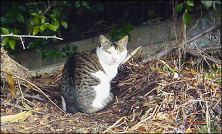 Stray cat hunting plan draws fire - The Korea Times