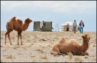 Camel DNA shows secrets of hump-backed survivor - The Korea Times