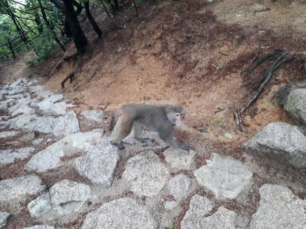 Rogue Monkey Attacking Hikers on Mt. Bukhan Outside of Seoul – ROK Drop