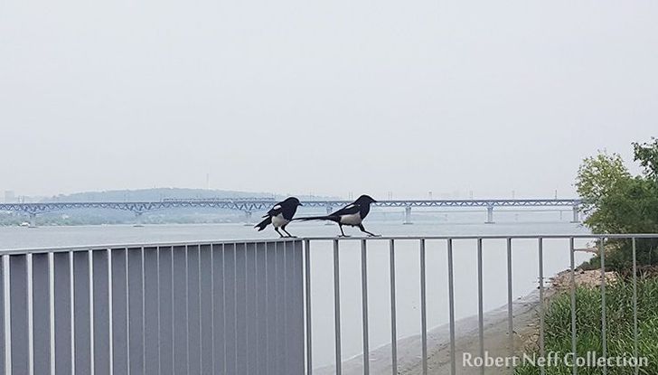 Chilseok, magpies and a Korean tale of love - The Korea Times