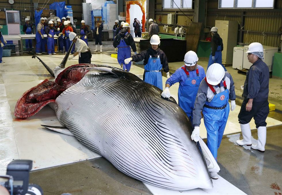Japanese whalers bring home first commercial catch in 31 years - The ...