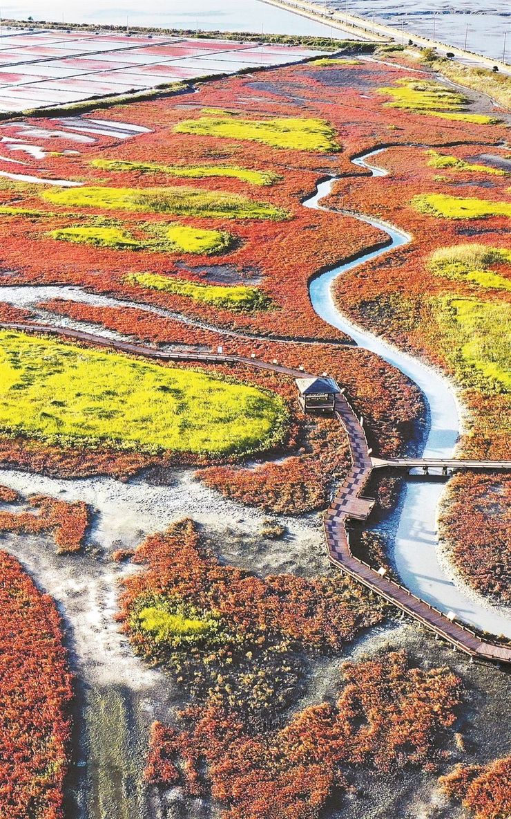 Colorful mudflats - The Korea Times