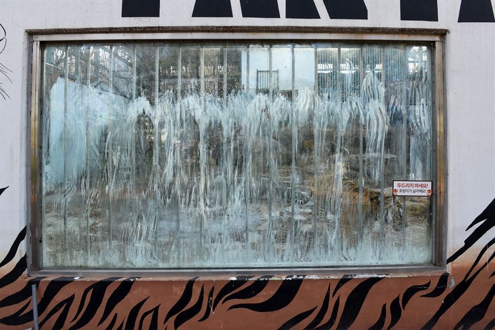 Tiger endures 3 years of solitary confinement in closed zoo - The Korea ...