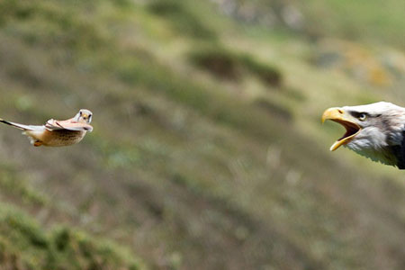 Angry bird becomes internet sensation - The Korea Times