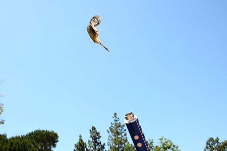 Angry bird becomes internet sensation - The Korea Times