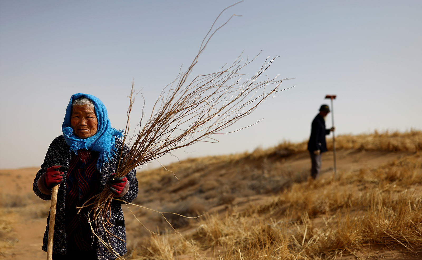 China's farmers push back the desert one tree at a time - The Korea Times