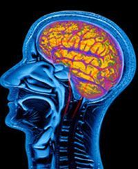Brain function-controlling potassium ion channel located - The Korea Times