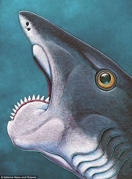 Scientist reveal 270-million-year-old chainsaw monster shark - The ...