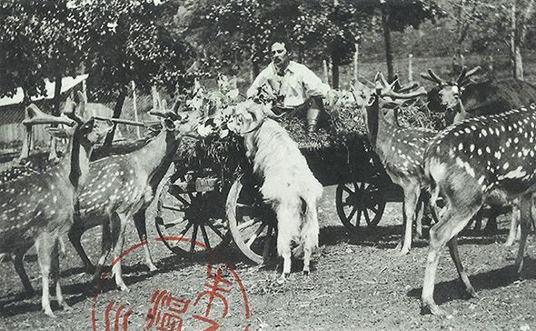 The greatest tiger hunter - The Korea Times