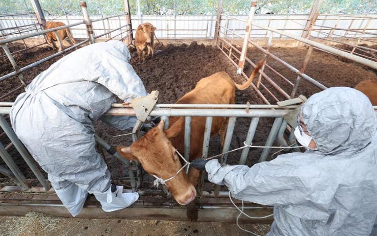 95% of cattle vaccinated against lumpy skin disease - The Korea Times