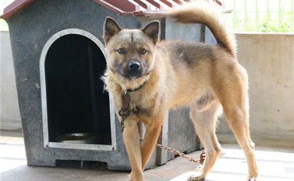Race to have 'Jeju dogs' heating up - The Korea Times