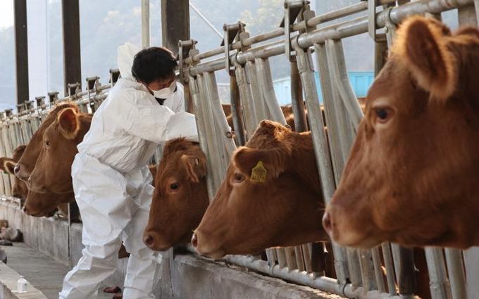 Over 84% of cattle got vaccines against lumpy skin disease - The Korea ...