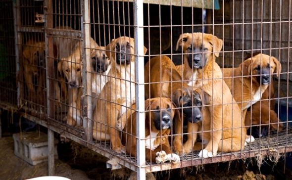 200 dogs rescued from slaughter in win-win program with farm owners ...