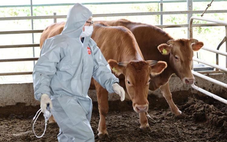 Gov't to complete vaccination of cattle by Nov. 10 to prevent spread of ...