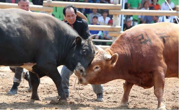 Bullfighting - tradition or animal abuse? - The Korea Times