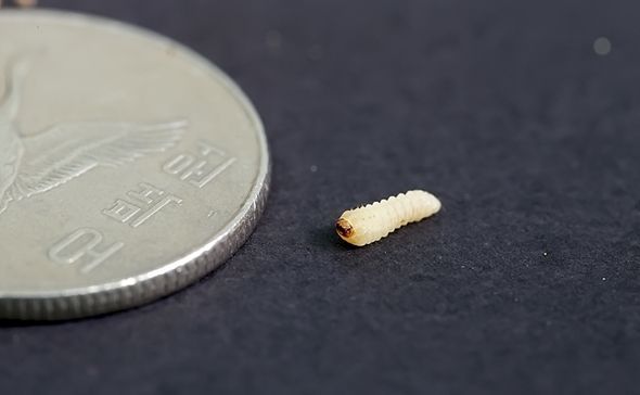 Endangered Callipogon relictus larva hatched through artificial ...