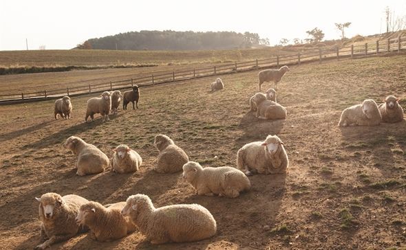 Sangha Farm captivates visitors with organic experiences - The Korea Times