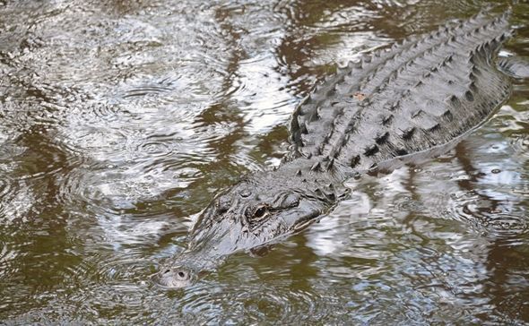 Woman killed by alligator in South Carolina - The Korea Times