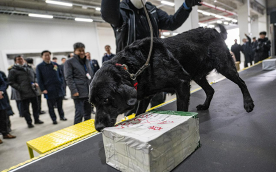 Government receives applications for adoption of retired sniffer dogs ...