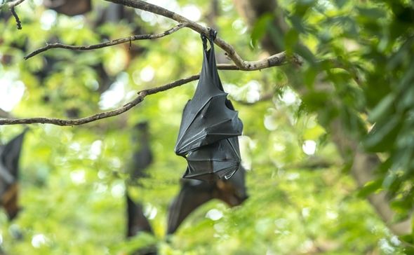 Scientists focus on bats for clues to prevent next pandemic - The Korea ...