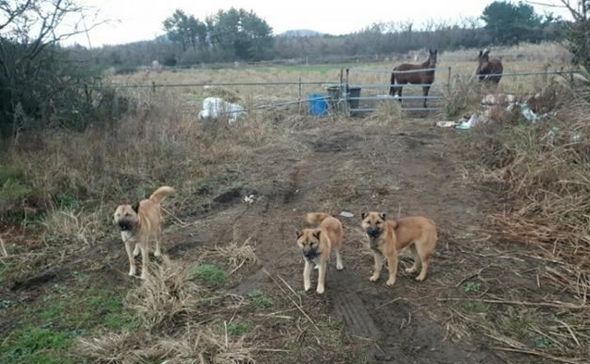 Over 2,000 wild dogs inhabit Jeju: study - The Korea Times