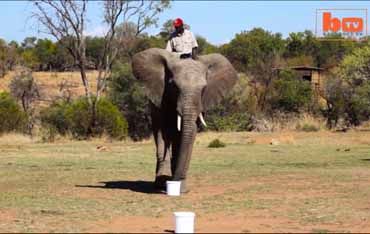 TNT no problem for bomb disposal elephant - The Korea Times
