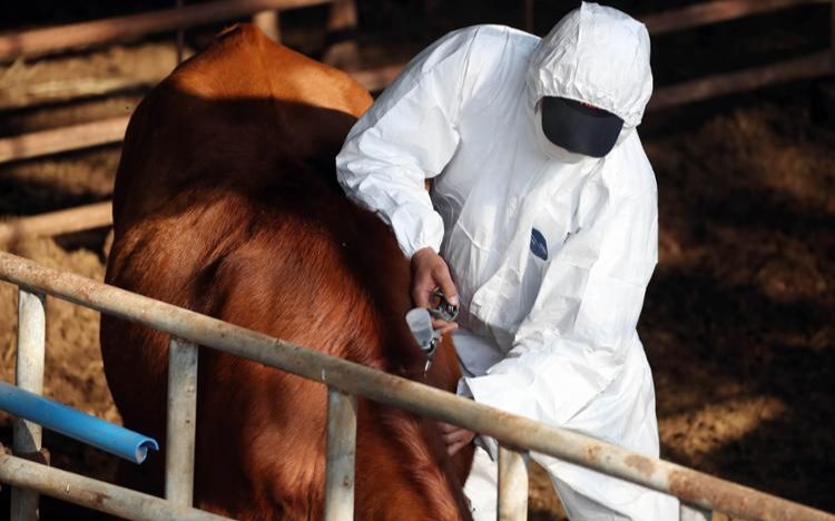 Vaccination of cattle for lumpy skin disease to be completed by Friday ...
