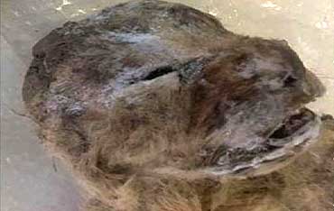 Two well-preserved bodies of cave lion cubs discovered under Siberian ...
